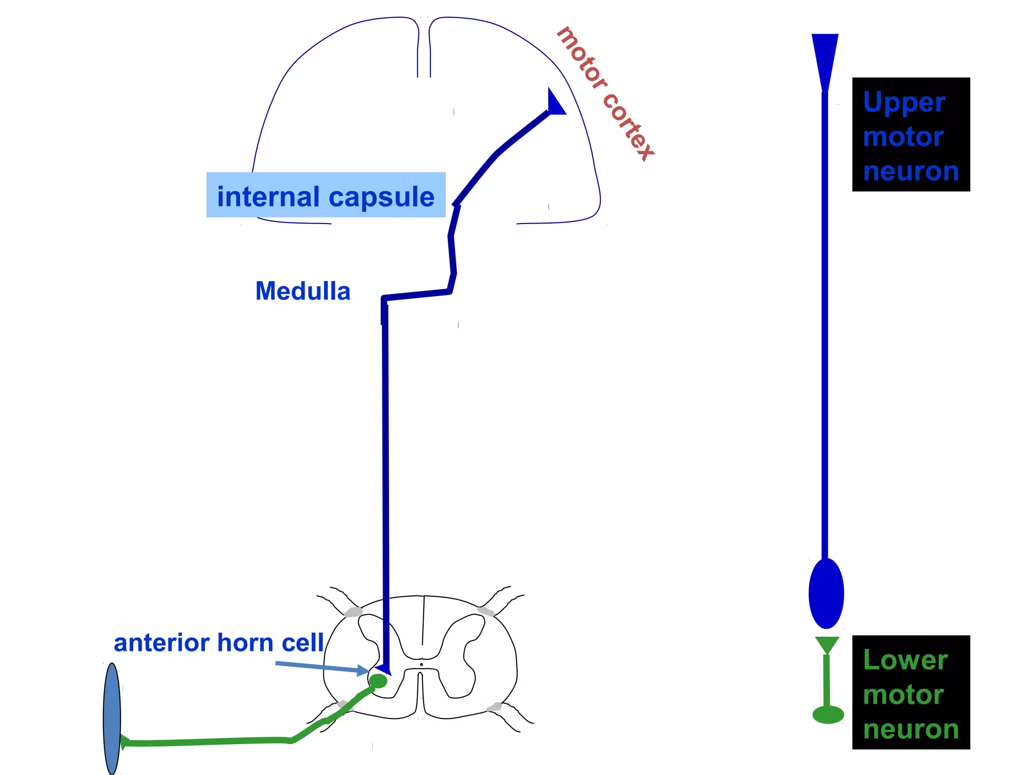 Introduction to neurology | PPT