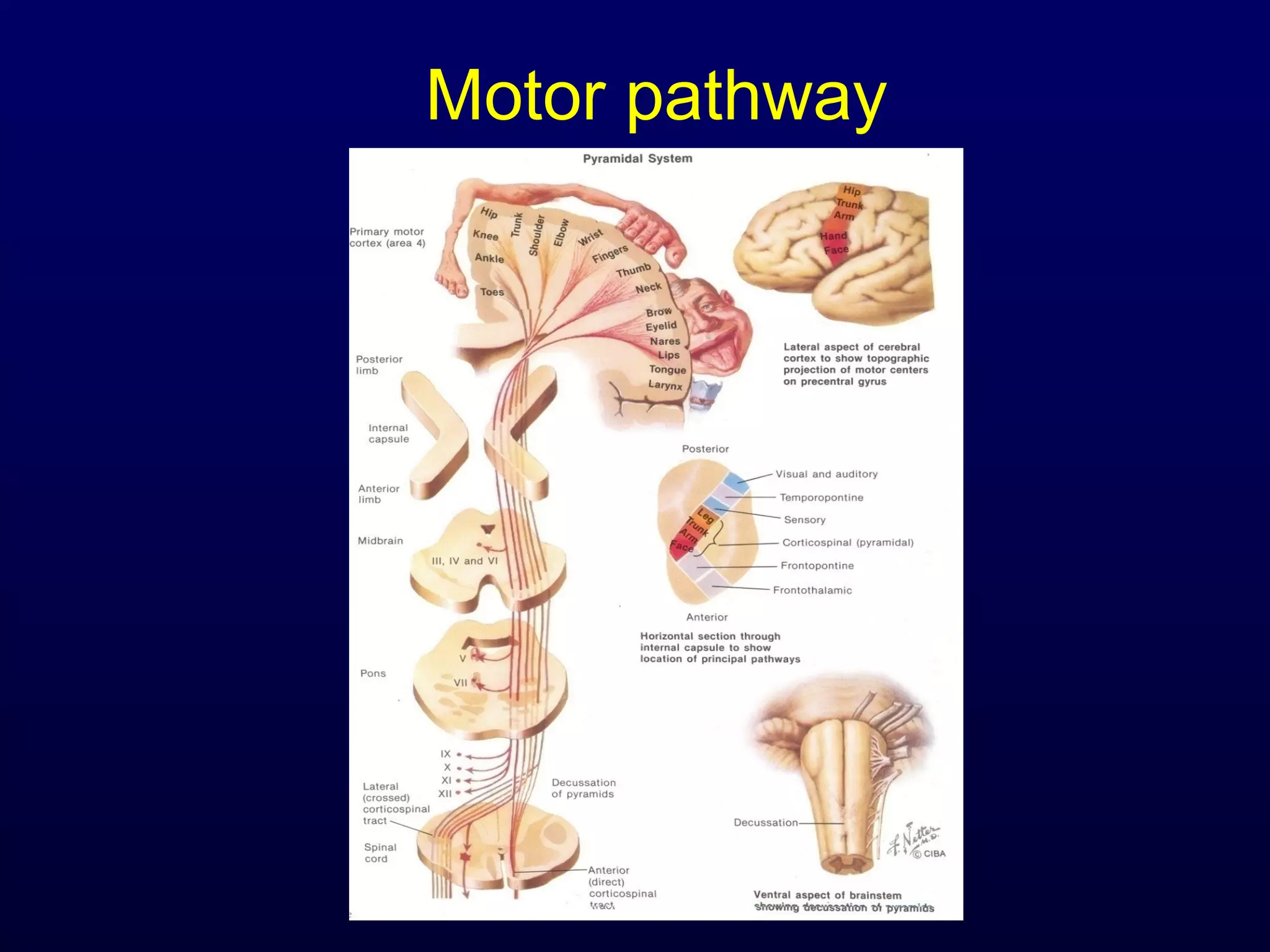Introduction to neurology | PPT