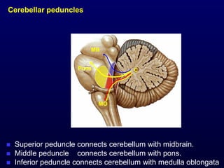 Introduction to neurology | PPT