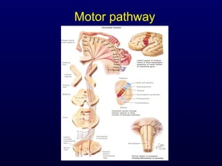 Introduction to neurology | PPT