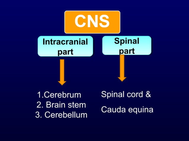 Introduction to neurology | PPT