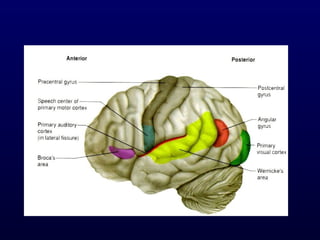 Introduction to neurology | PPT