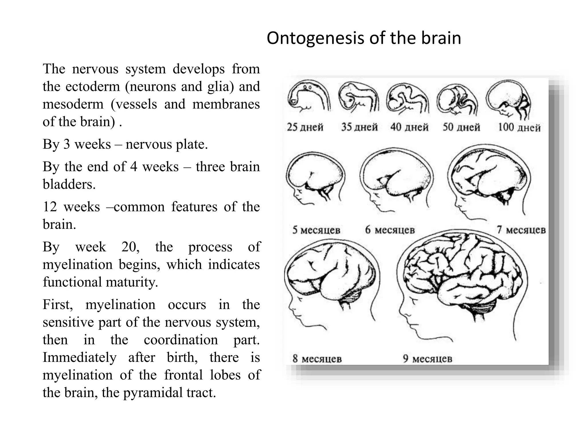 introduction to neurology..pptx