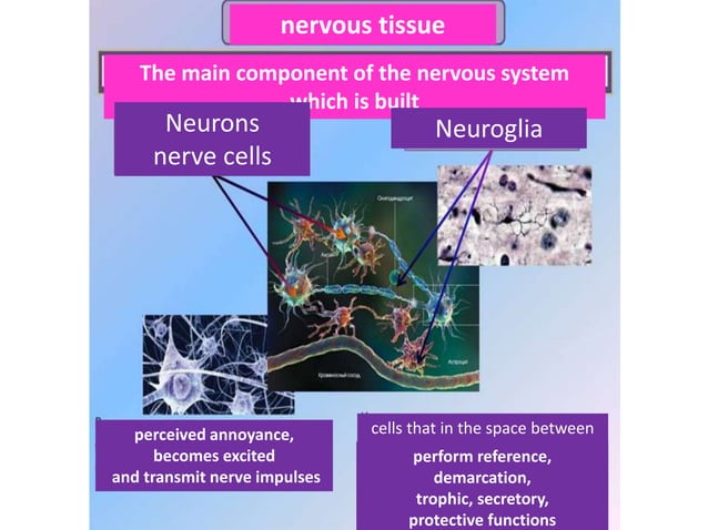 introduction to neurology..pptx