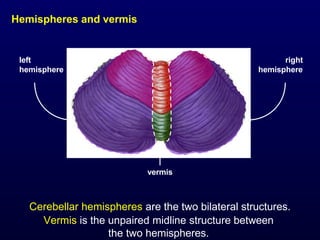 introductiontoneurology, nerves,, anatomy | PPTX