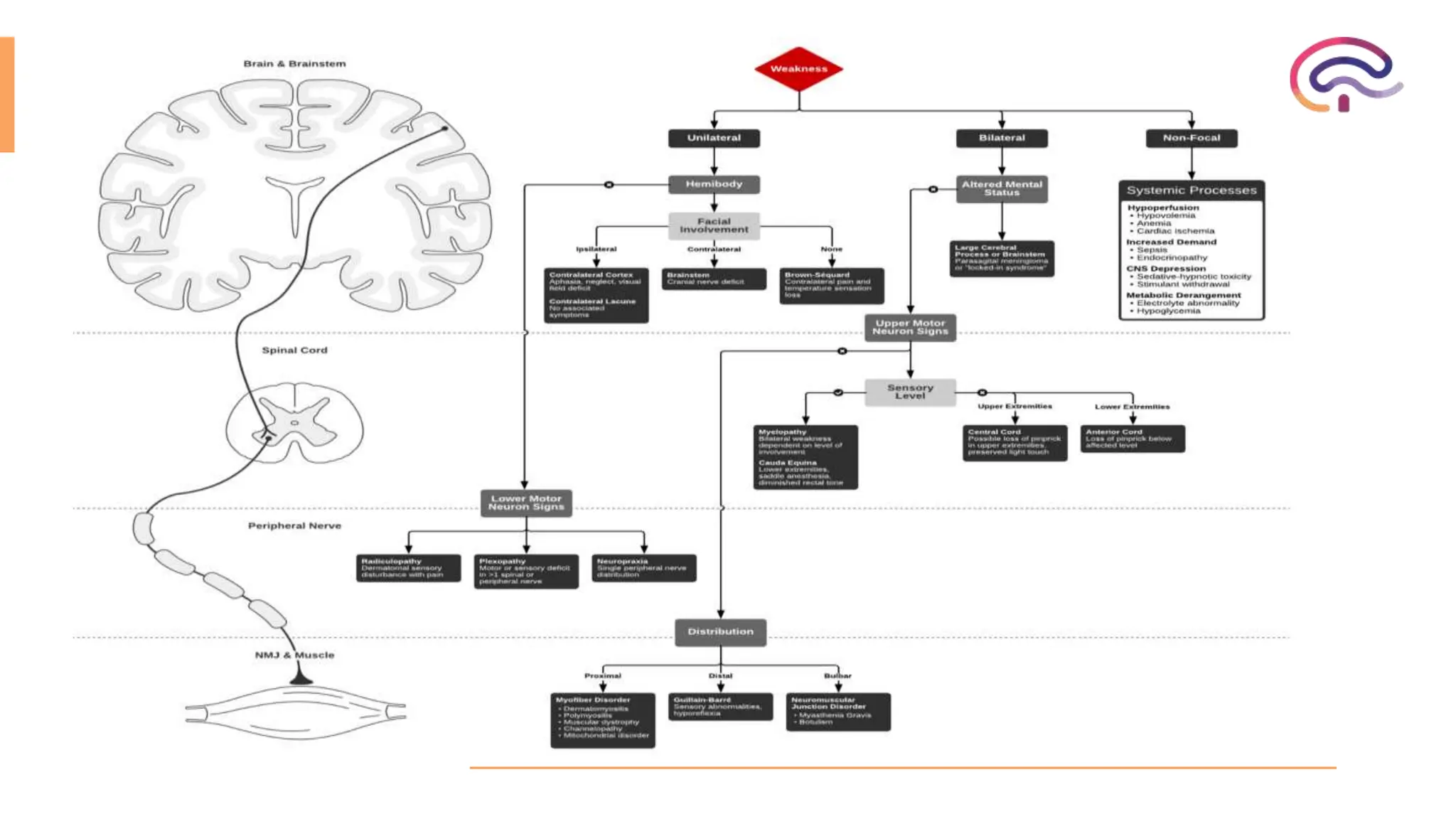 introduction to neurology (nervous system, areas, motor and sensory ...