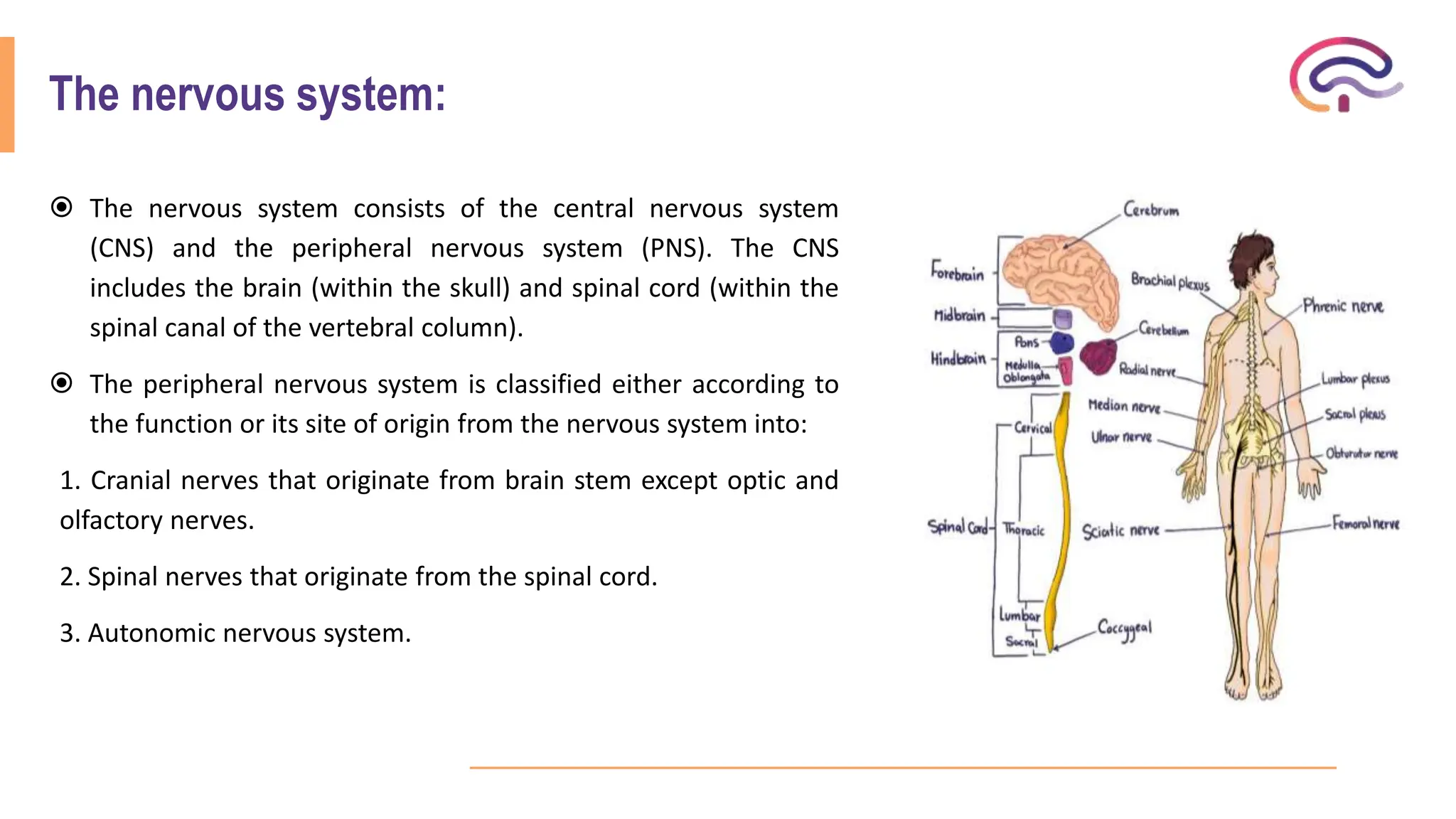 introduction to neurology (nervous system, areas, motor and sensory ...