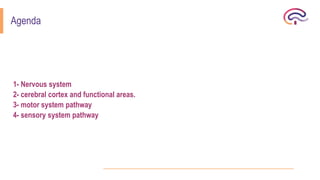 introduction to neurology (nervous system, areas, motor and sensory ...