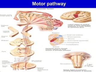 Introduction to neurology Walid Reda Ashour | PPT