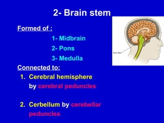 Introduction to neurology walid | PPT