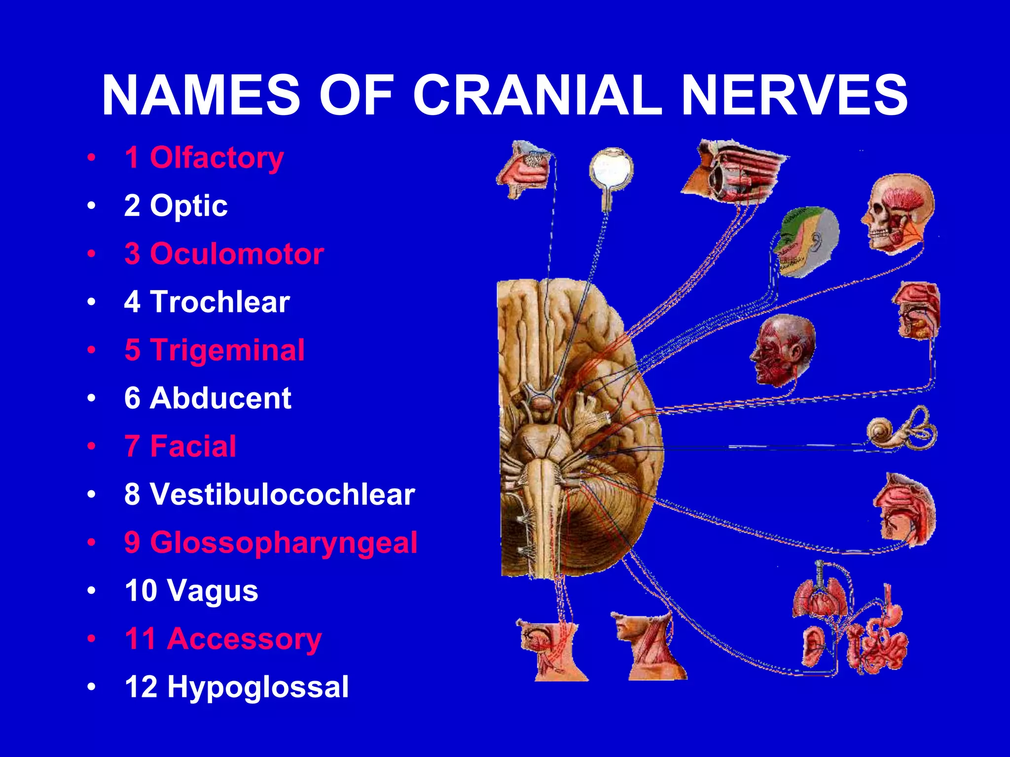 Introduction to Neurology | PPT