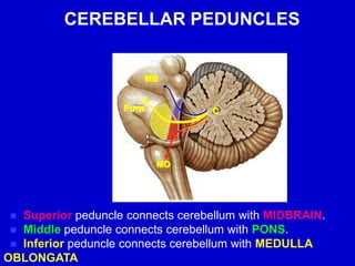 Introduction to Neurology | PPT
