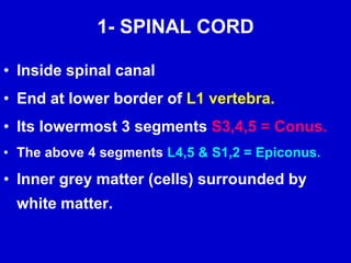 Introduction to Neurology | PPT