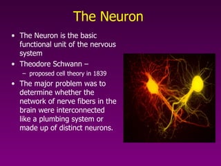 Introduction To Neuroscience | PPT