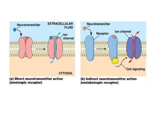 INTRODUCTION TO NEUROTRANSMITTERS_DR.SHAISTA EMAD_2024.ppt