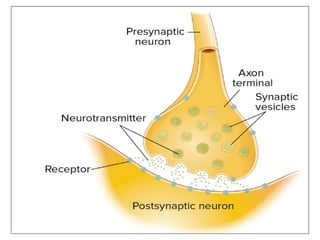INTRODUCTION TO NEUROTRANSMITTERS_DR.SHAISTA EMAD_2024.ppt