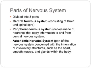 3 Parts Of Nervous System