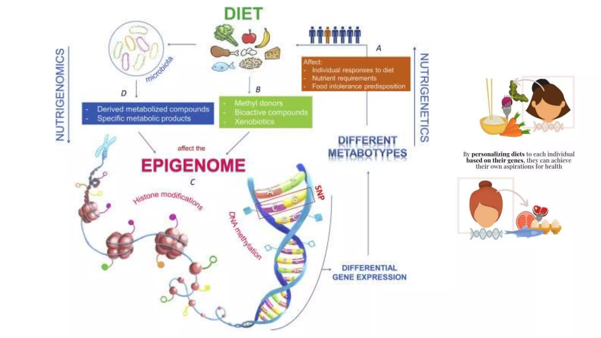 INTRODUCTION TO NUTRIGENETICS- GENES AND ITS FUNCTIONS | PPTX