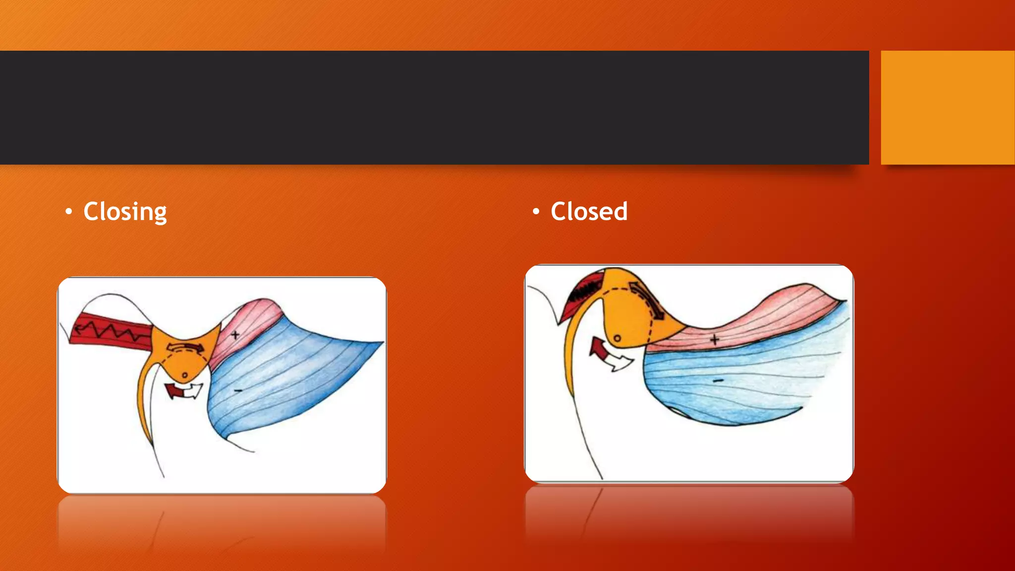 Introduction to occlusion | PPTX
