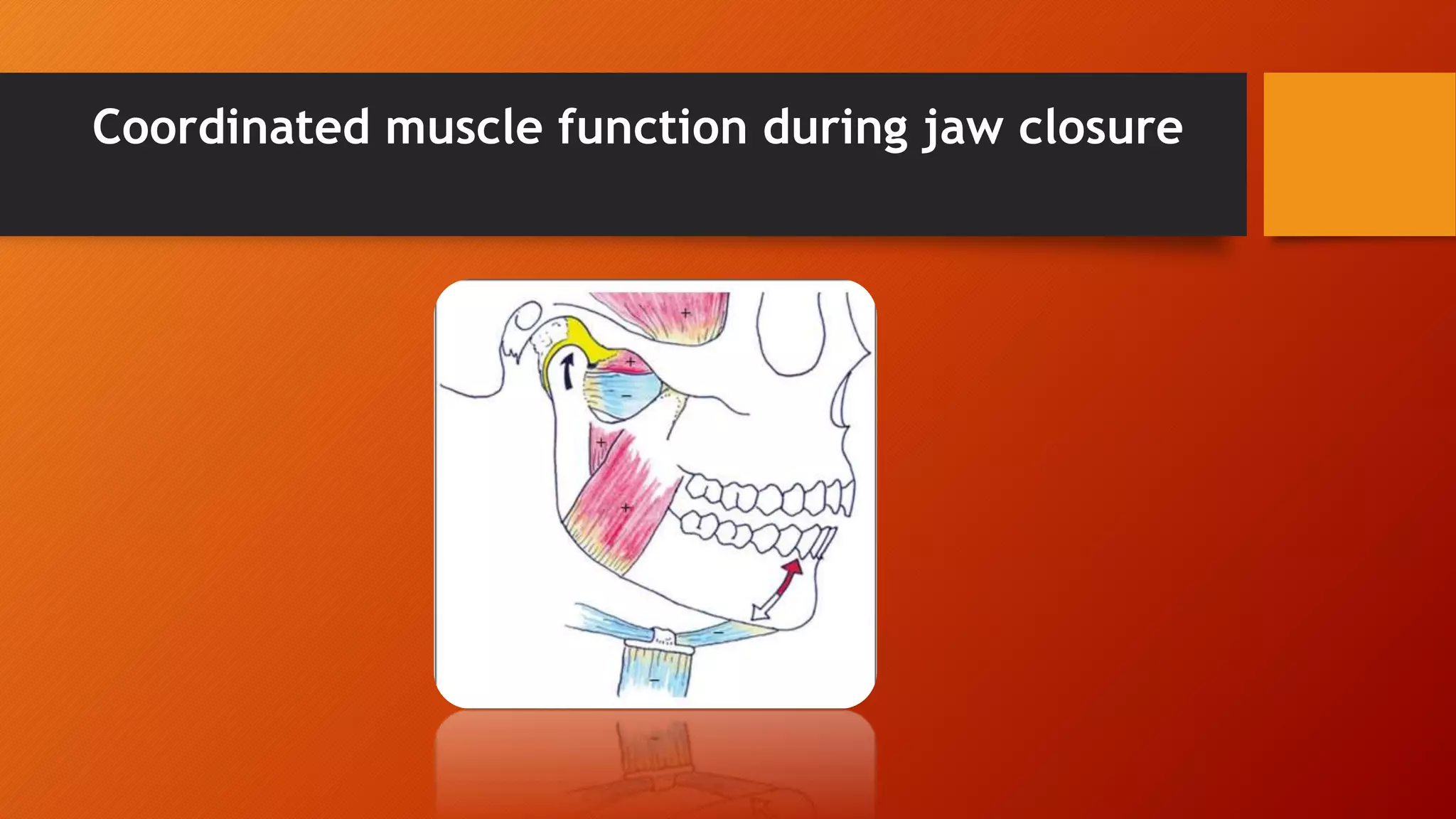 Introduction to occlusion | PPTX