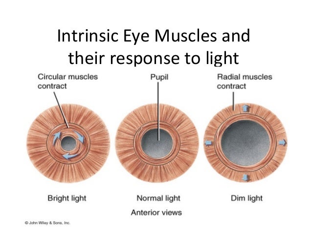 Introduction to ocular anatomy and physiology -a presentation at www.…