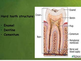 Introduction to operative_dentistry_by_mansoura | PPT
