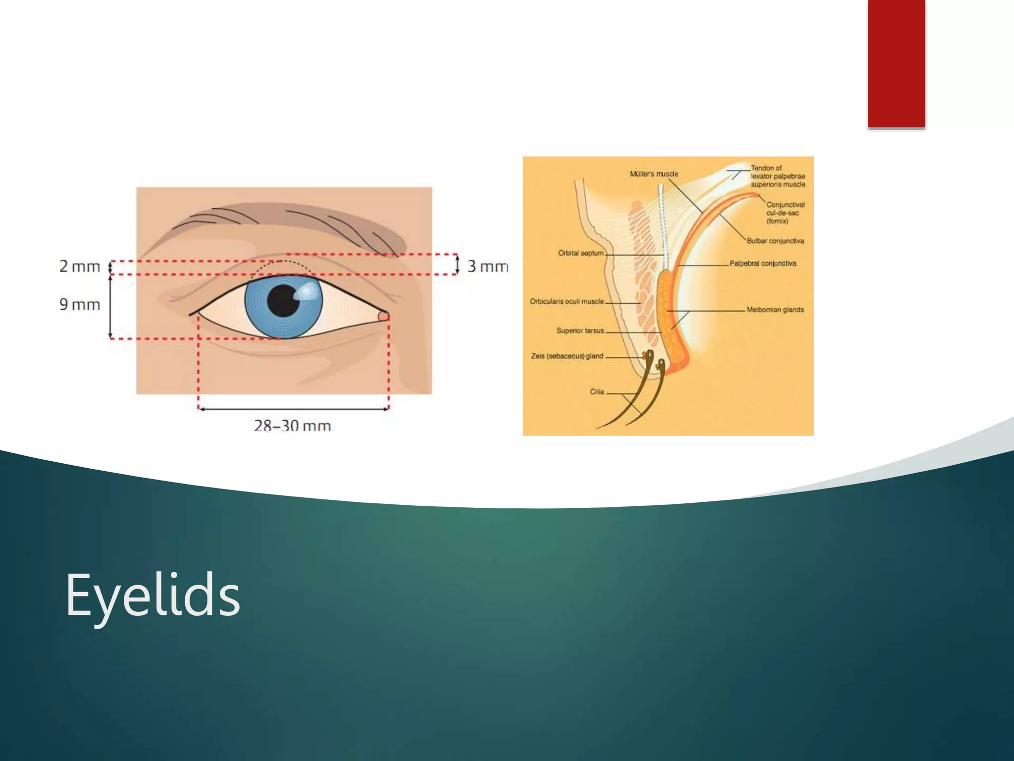 Introduction to ophthalmolgy for dental students.pptx