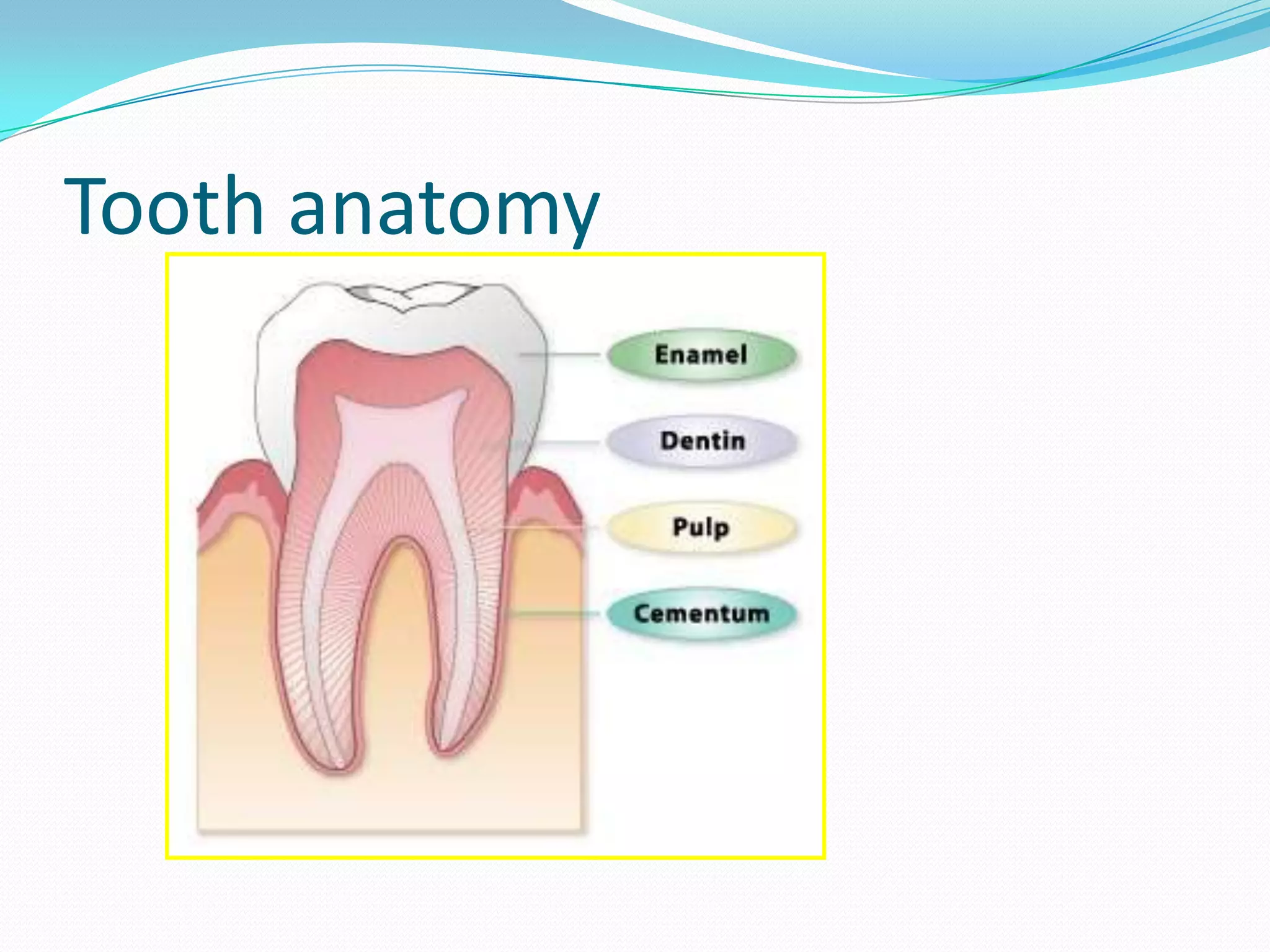 Introduction to Oral Biology | PPTX
