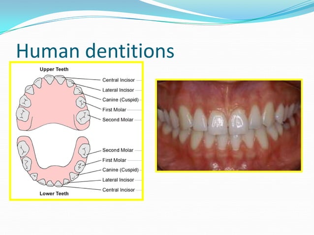 Introduction to Oral Biology | PPTX