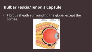 Introduction to Orbital Anatomy Ear Nose and Throat | PPTX