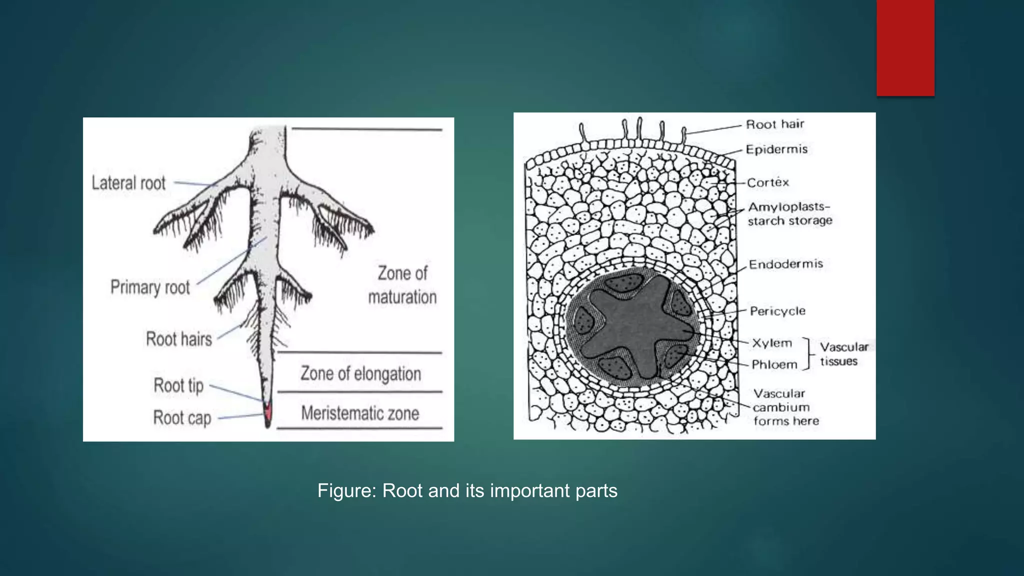 Introduction to organ culture in plant tissue culture and root culture ...