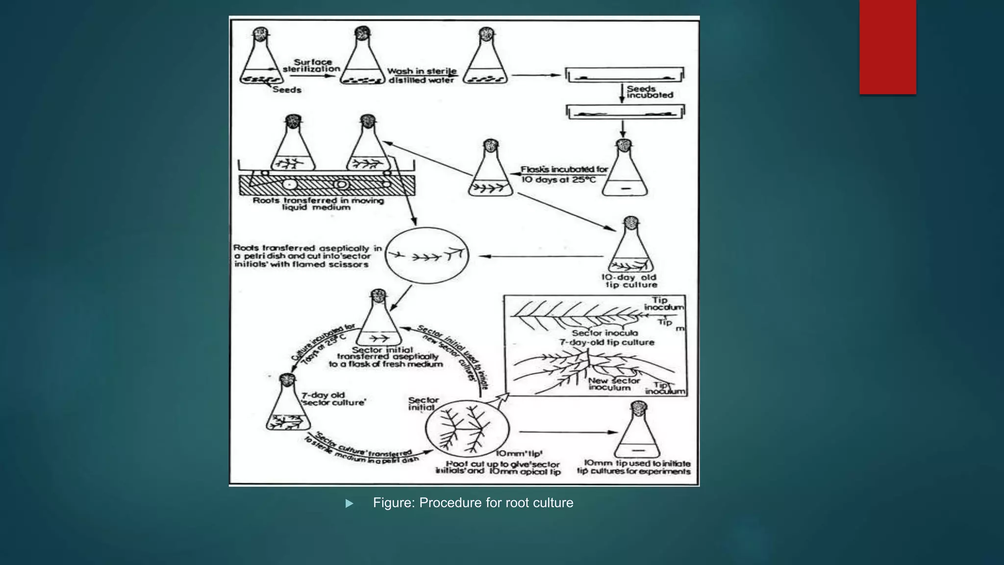 Introduction to organ culture in ptc and root culture | PPTX