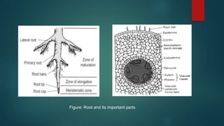 Introduction to organ culture in ptc and root culture | PPTX