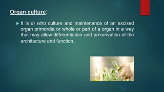 Introduction to organ culture in ptc and root culture | PPTX