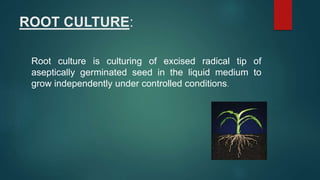 Introduction to organ culture in ptc and root culture | PPTX