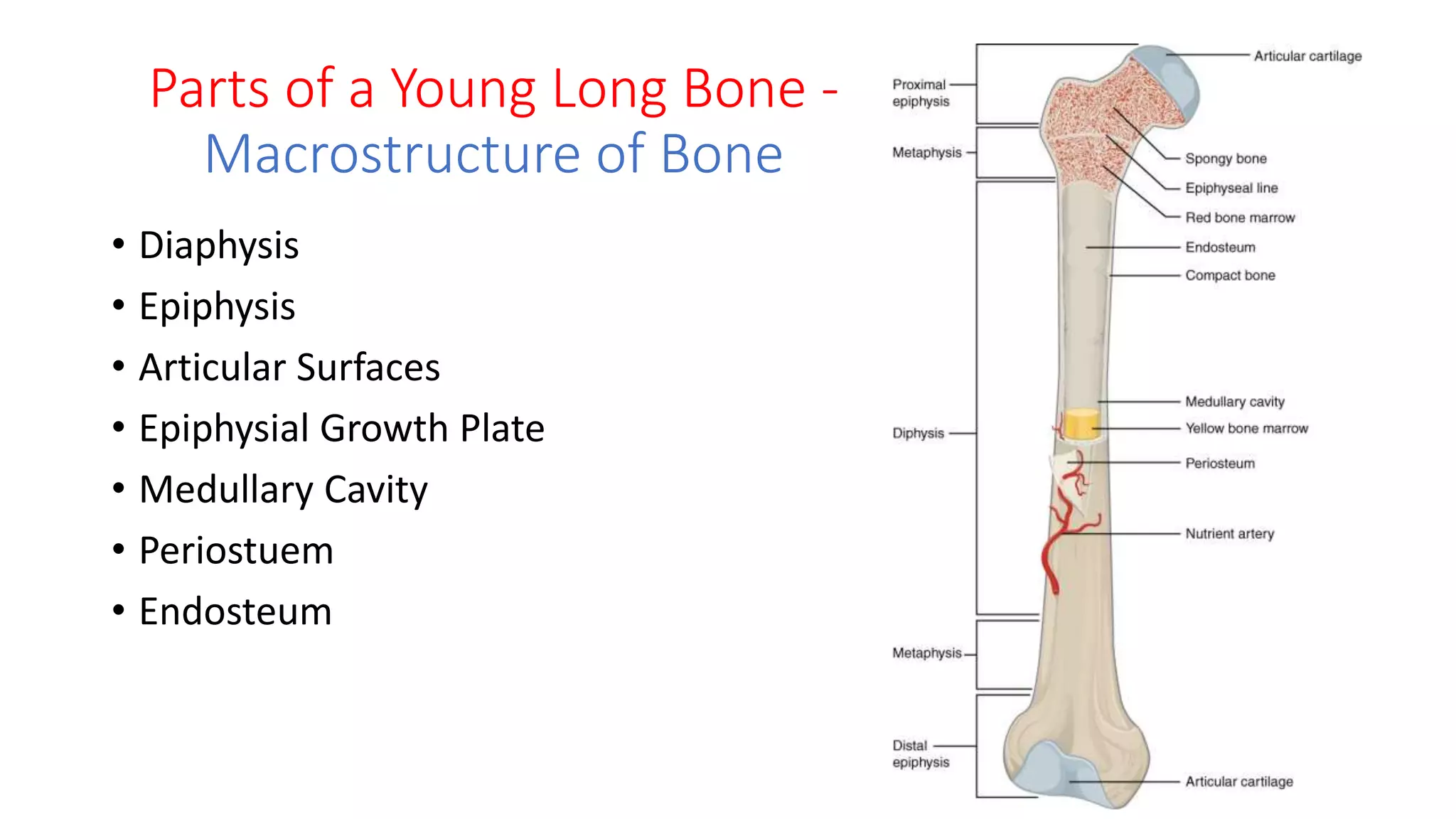 Introduction to osteology | PPTX