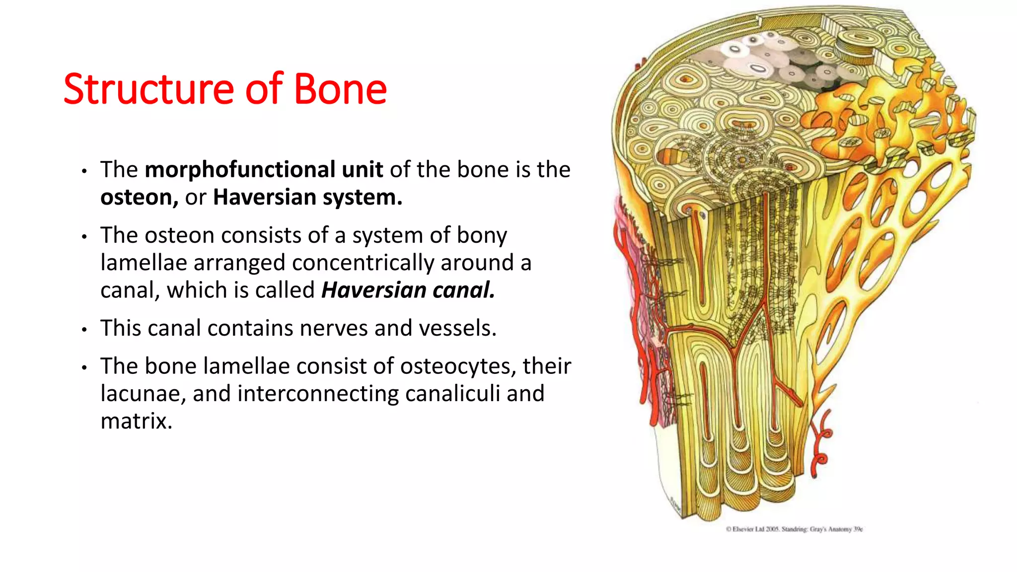 Introduction to osteology | PPTX