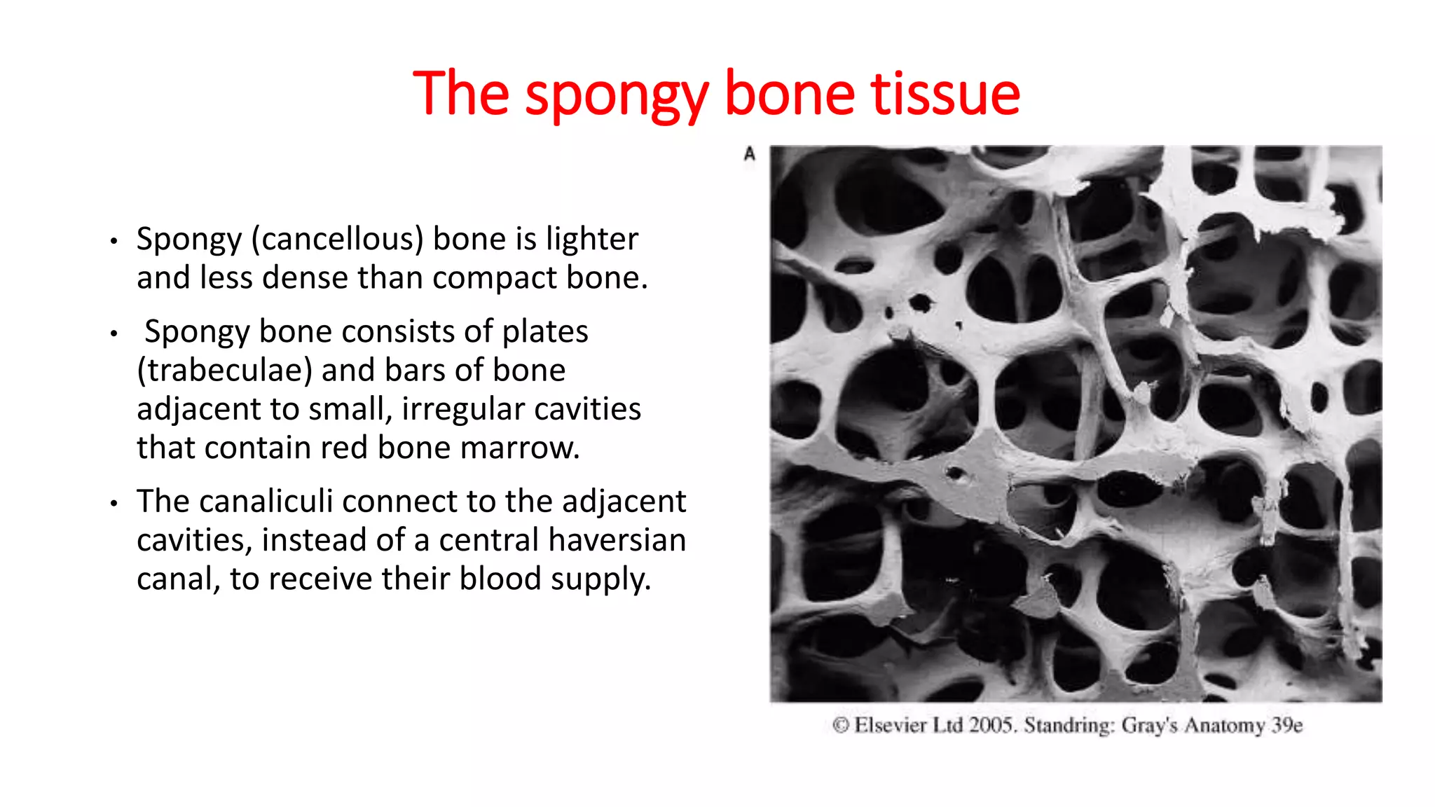 Introduction to osteology | PPTX