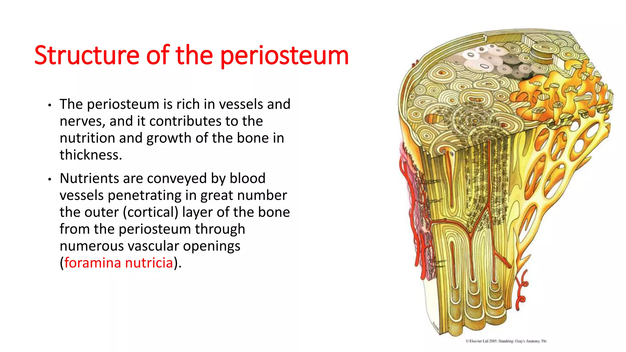 Introduction to osteology | PPTX