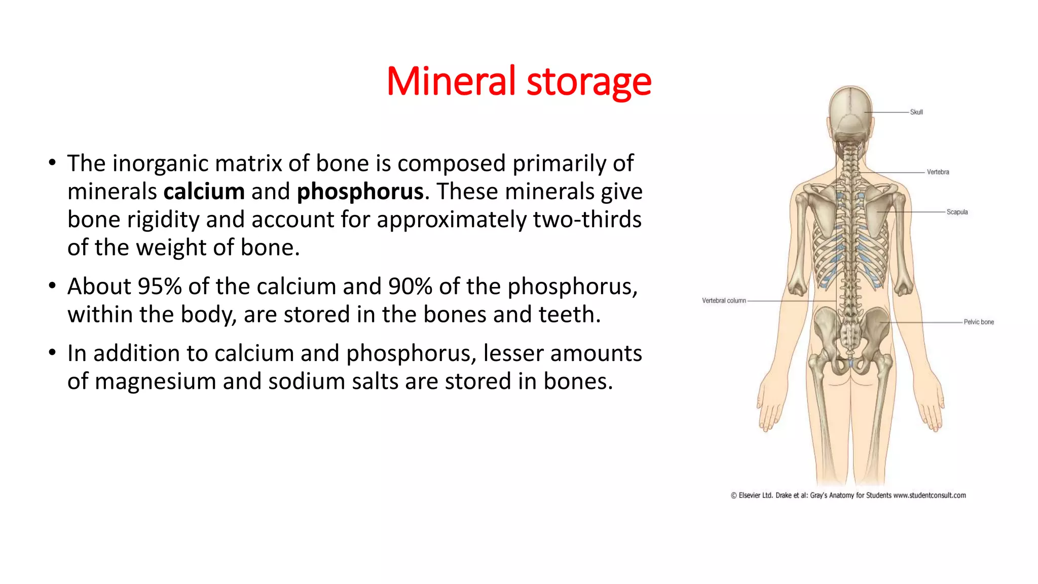 Introduction to osteology | PPTX