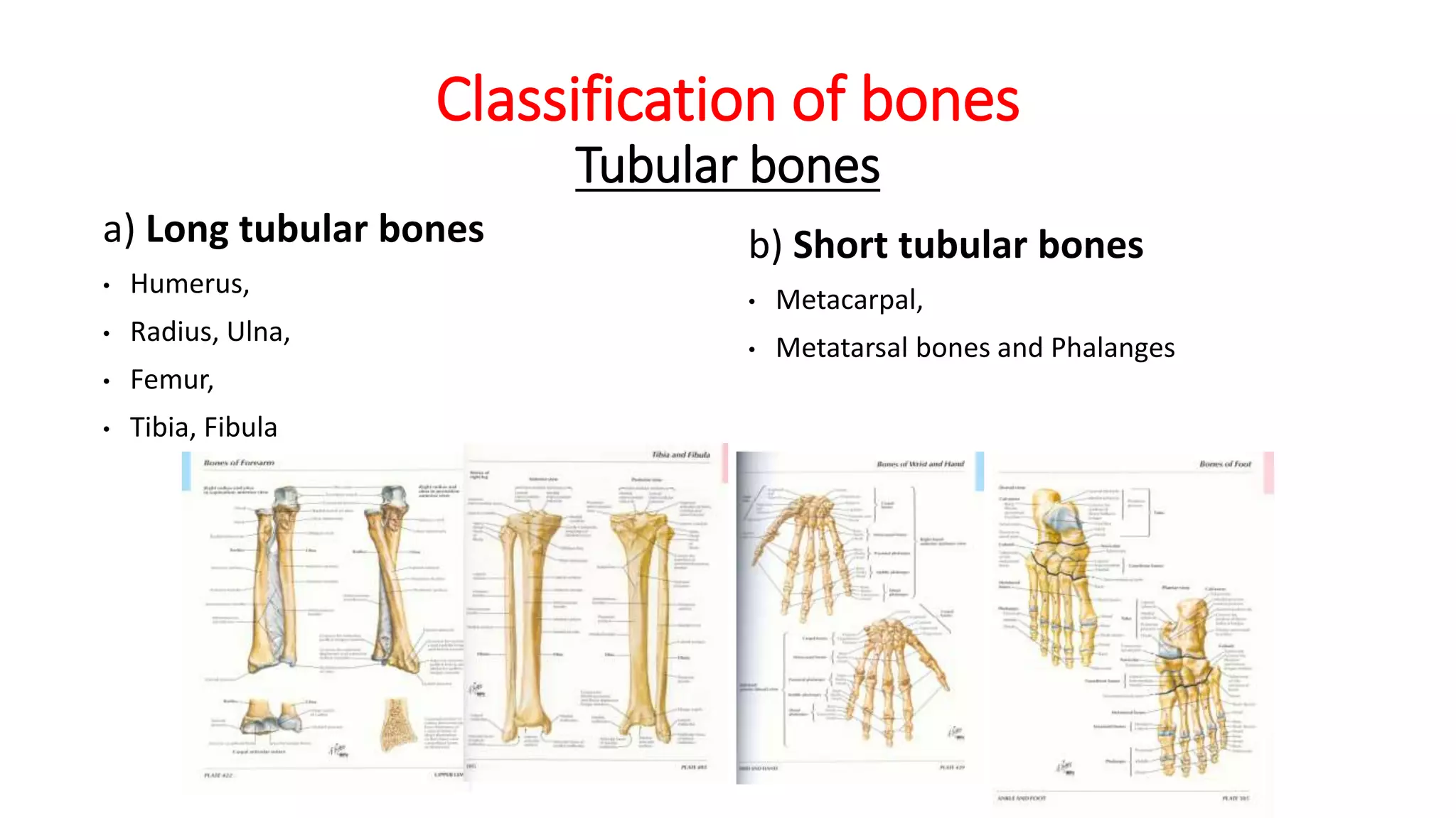 Introduction to osteology | PPTX