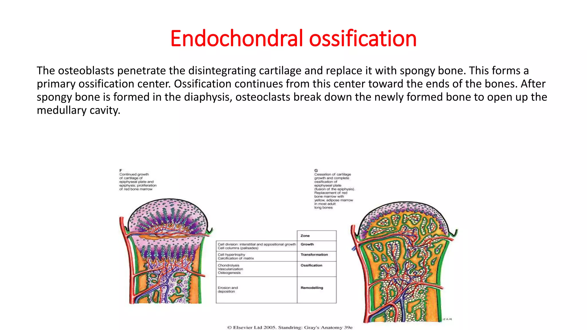 Introduction to osteology | PPTX
