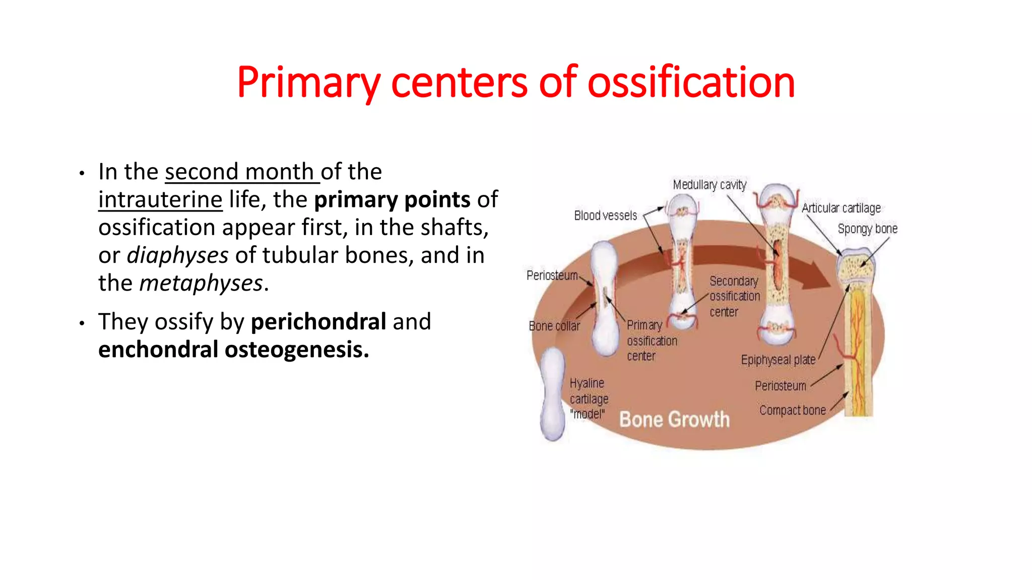 Introduction to osteology | PPTX