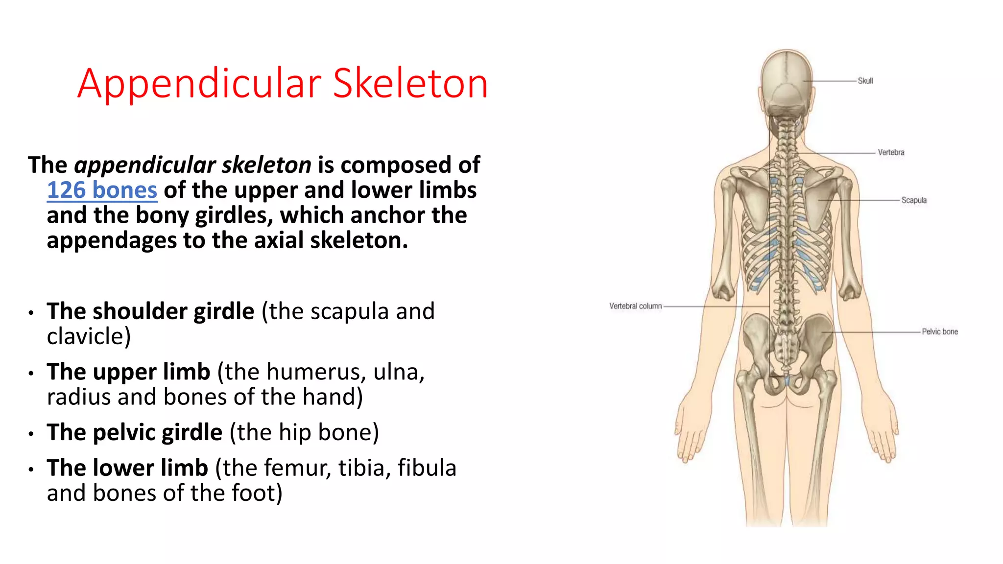 Introduction to osteology | PPTX