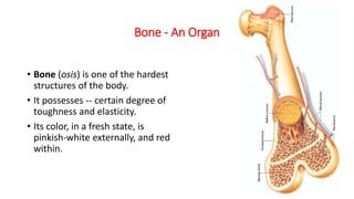 Introduction to osteology | PPTX