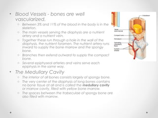 Introduction to osteology | PPT