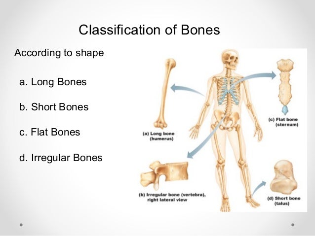 Introduction to osteology