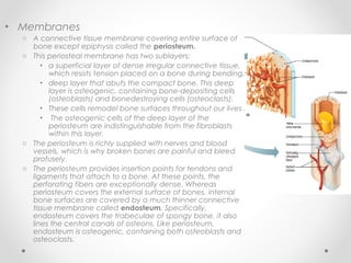 Introduction to osteology | PPT