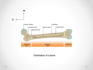 Introduction to osteology | PPT