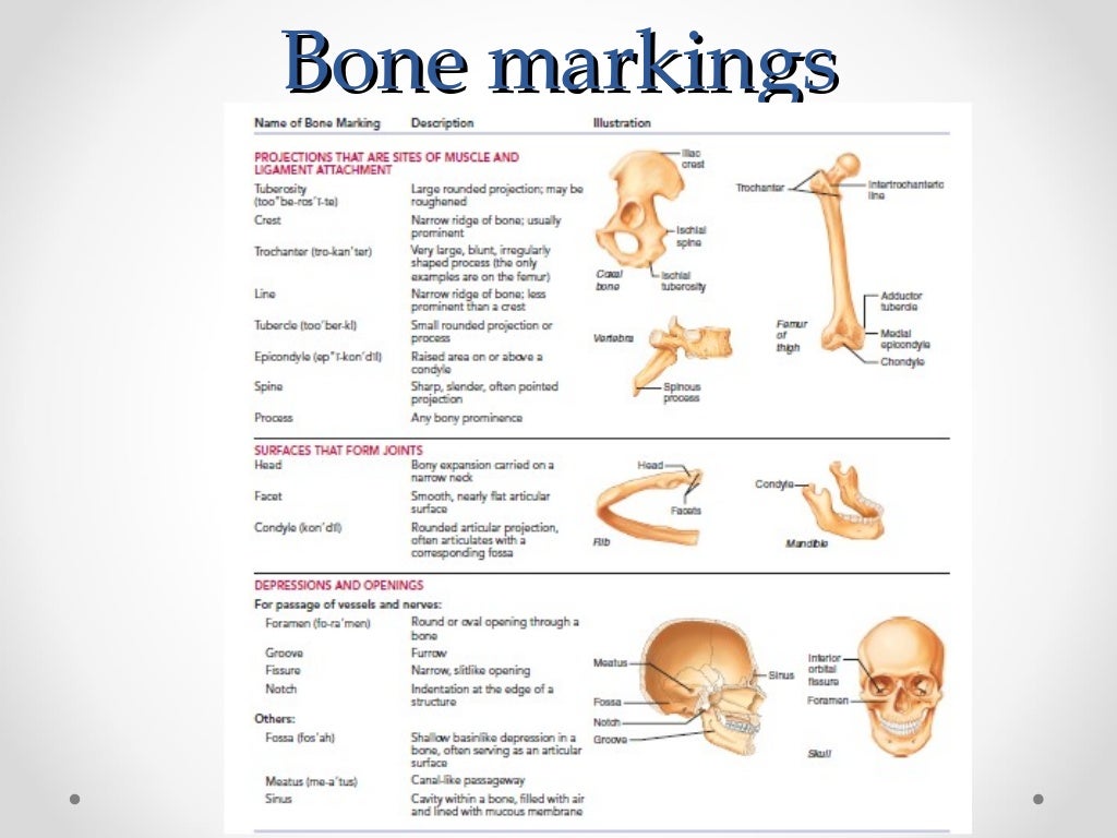 Introduction to osteology